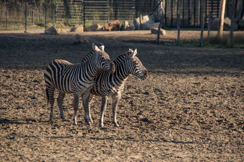 Zebras stock photo. Image of grasslands, grazers, stripes - 240895336