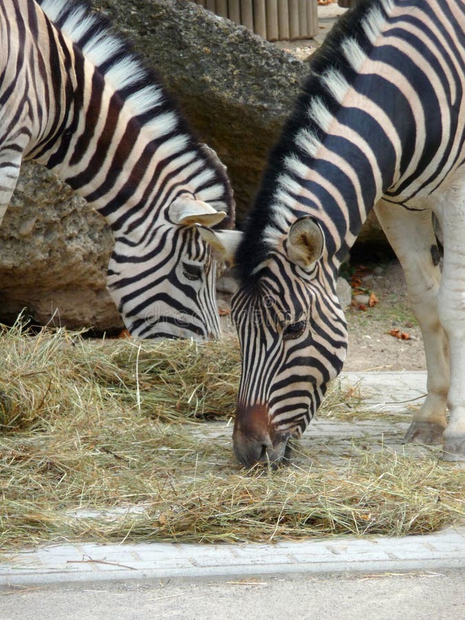 Zebra stock image. Image of zebras, iron, eating, animal - 266498175