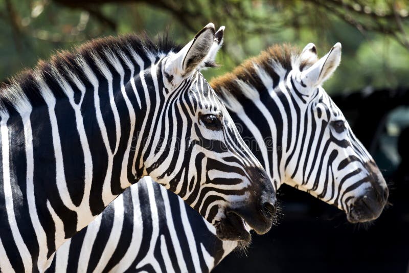 Zebra stock photo. Image of black, safari, beautiful - 32498124