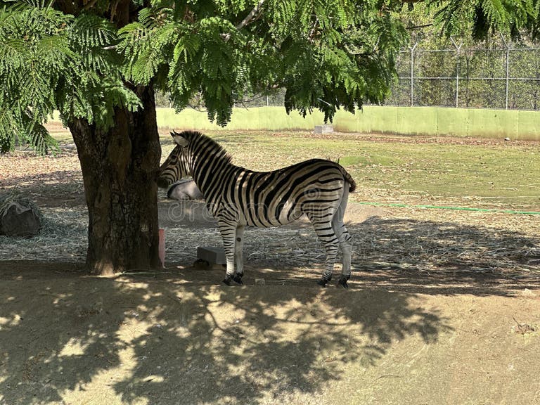 Zebra Under a Tree in a Zoo Enclosure Stock Image - Image of peaceful ...