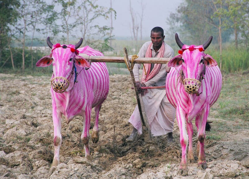 Zebra-vacas, Nepal foto de stock editorial. Imagem de arroz - 7718398