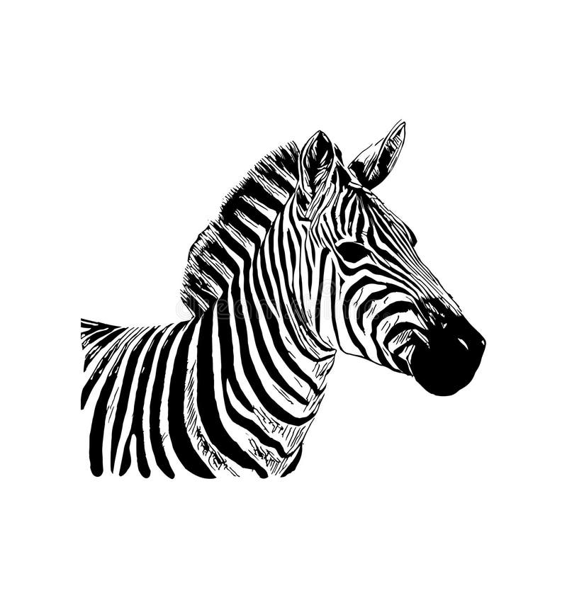 Zebra Vector Hand Drawn Graphic Illustration on White Background Stock ...
