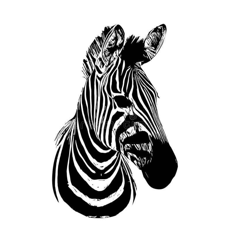Zebra Vector Hand Drawn Graphic Illustration on White Background Stock ...