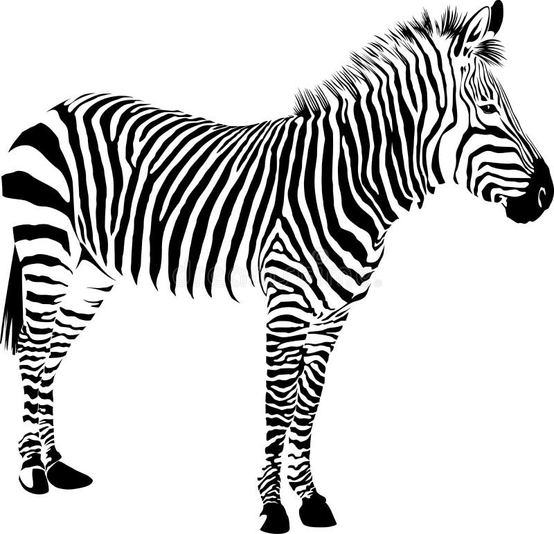 Zebra stock vector. Illustration of zebra, shape, outline - 60755725