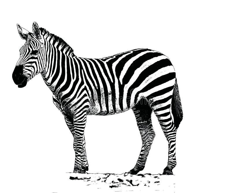 Outline Zebra Stock Illustrations – 1,231 Outline Zebra Stock ...