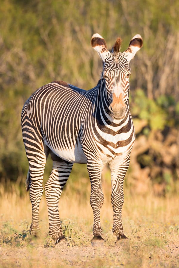 Zebra in Vertical Photograph Stock Image - Image of light, portrait ...