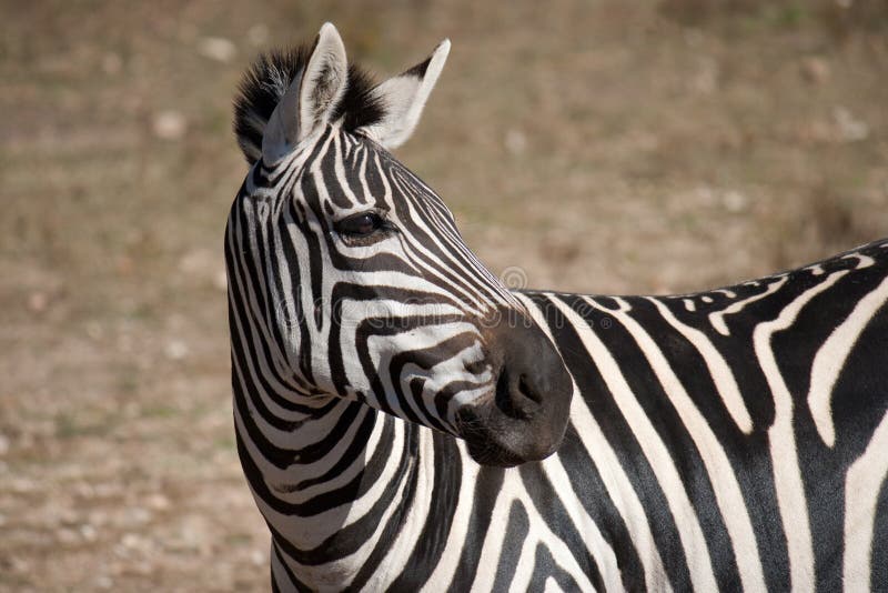 Zebra stock image. Image of wildlife, animal, beautiful - 49549467