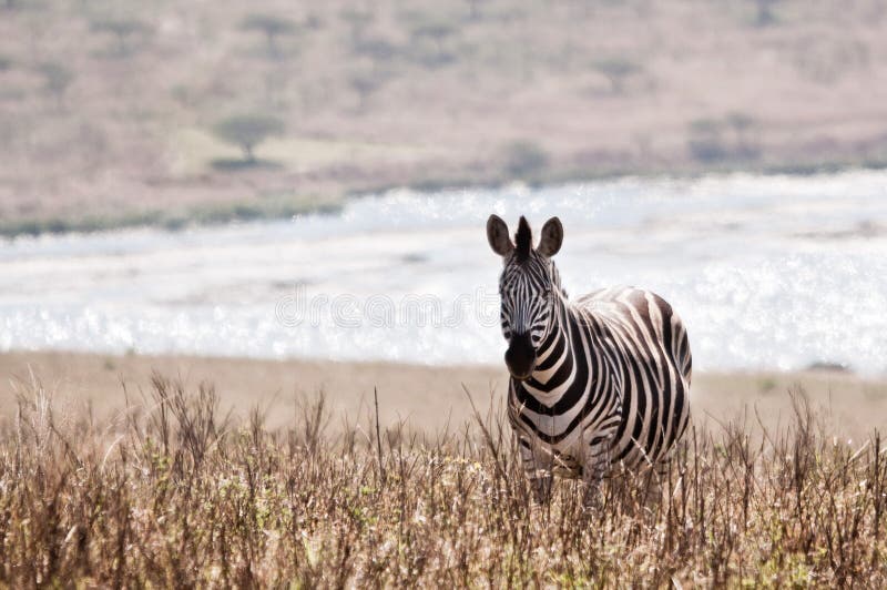 Zebra voor een meer stock foto. Image of dier, gestreept - 62188462