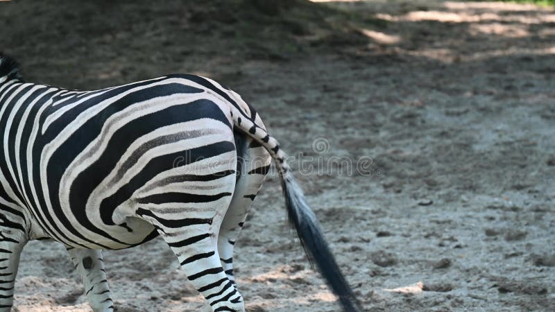 A Zebra Wags Its Tail Close Up Shot Stock Video - Video of herbivore ...