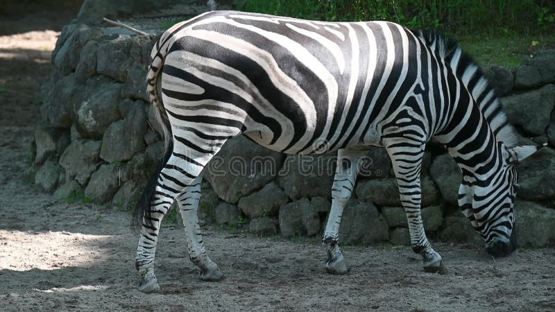 A Zebra Wags Its Tail while Looking for Food Stock Video - Video of ...