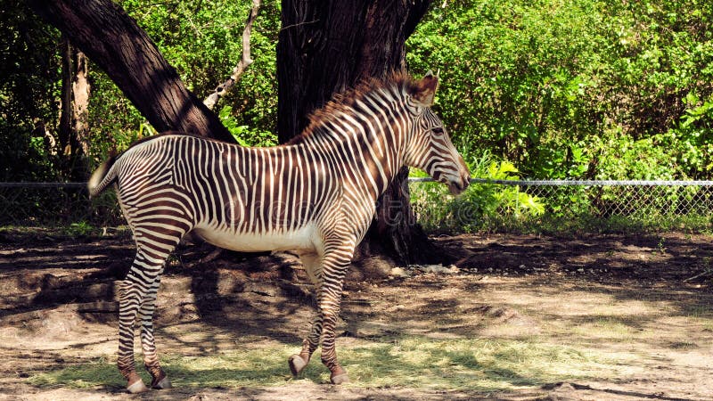 Zebra walking stock image. Image of green, textures, stripe - 29030449