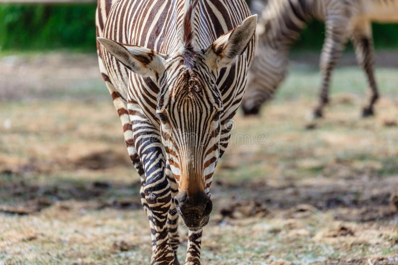 A Zebra is Walking in a Field with Its Head Down Stock Image - Image of ...