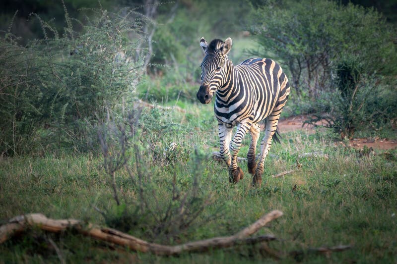 Zebra Walking through Lush Green Grasslands in a Serene African ...