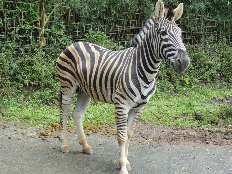 Zebra walking on the road stock photo. Image of large - 42234330