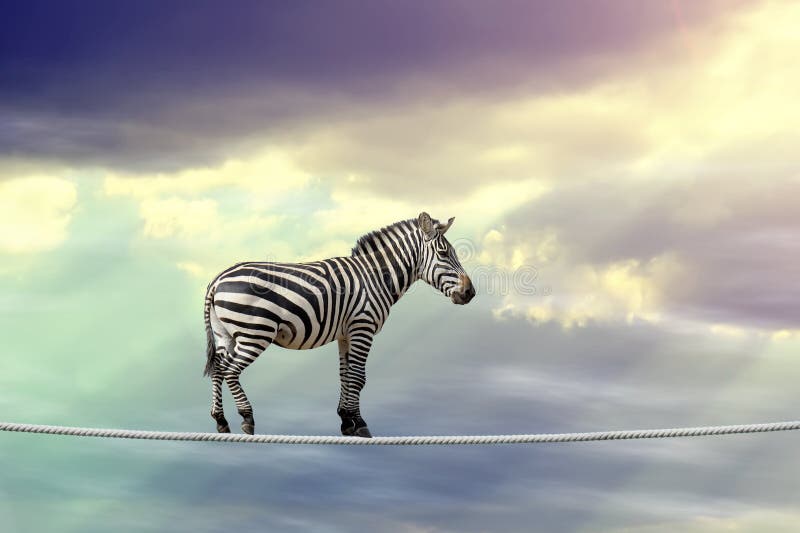 Zebra walking on a rope stock photo. Image of huge, metaphor - 67859694