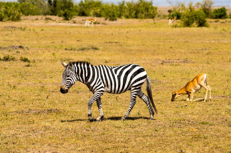 An Zebra Walking in the Savannah of the Masai Mara Park Stock Photo ...