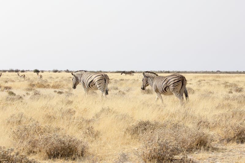 Zebra Walking in the Savannah Stock Image - Image of park, artwork ...