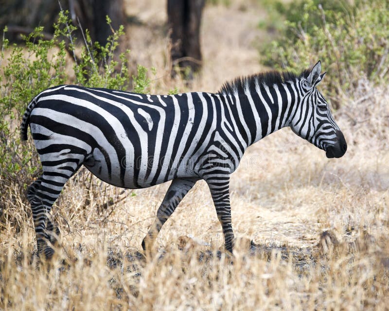 Zebra walking sideview stock image. Image of sideview - 81433967