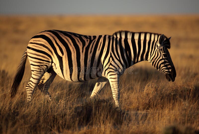 Zebra Walking the Yellow Grasslands of Etosha Stock Image - Image of ...