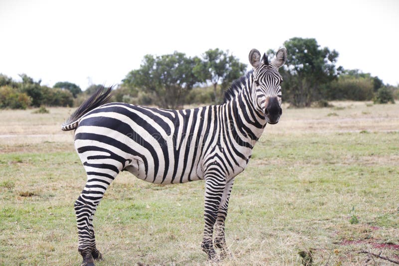 Zebra Wandering Alone in a Safari Covered with Meadow Stock Image ...
