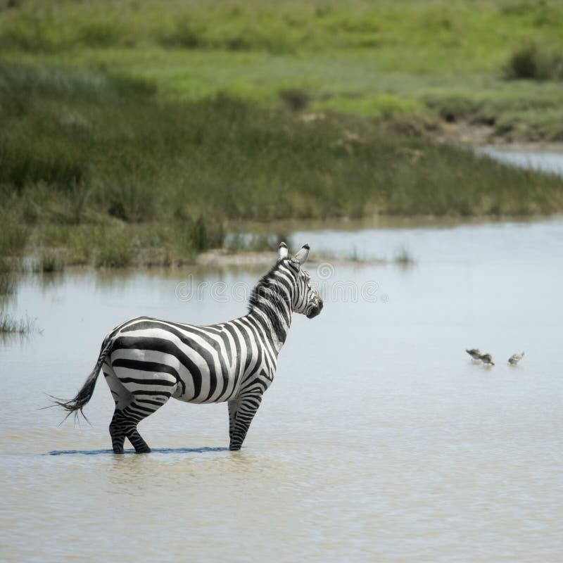 Zebra in water stock image. Image of safari, nature, flora - 7025617