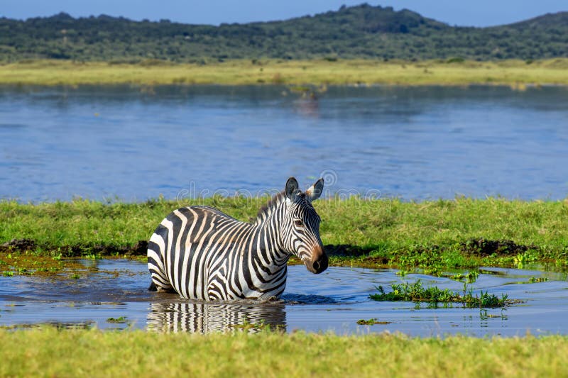 Zebra in Water. African Savannah Stock Image - Image of animal, drink ...