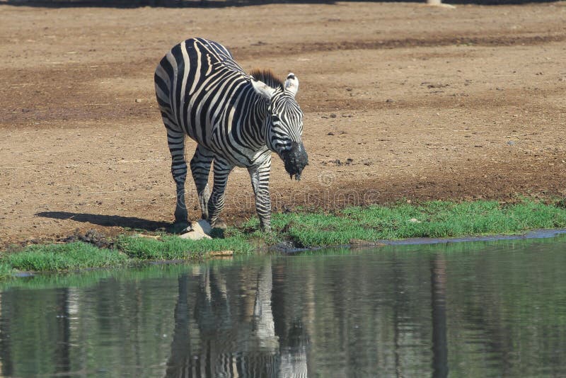 Zebra water near river stock image. Image of wildlife - 112975459