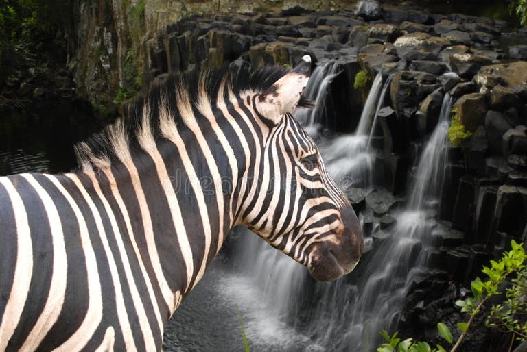 Zebra at the waterfall stock image. Image of water, flowing - 19714993