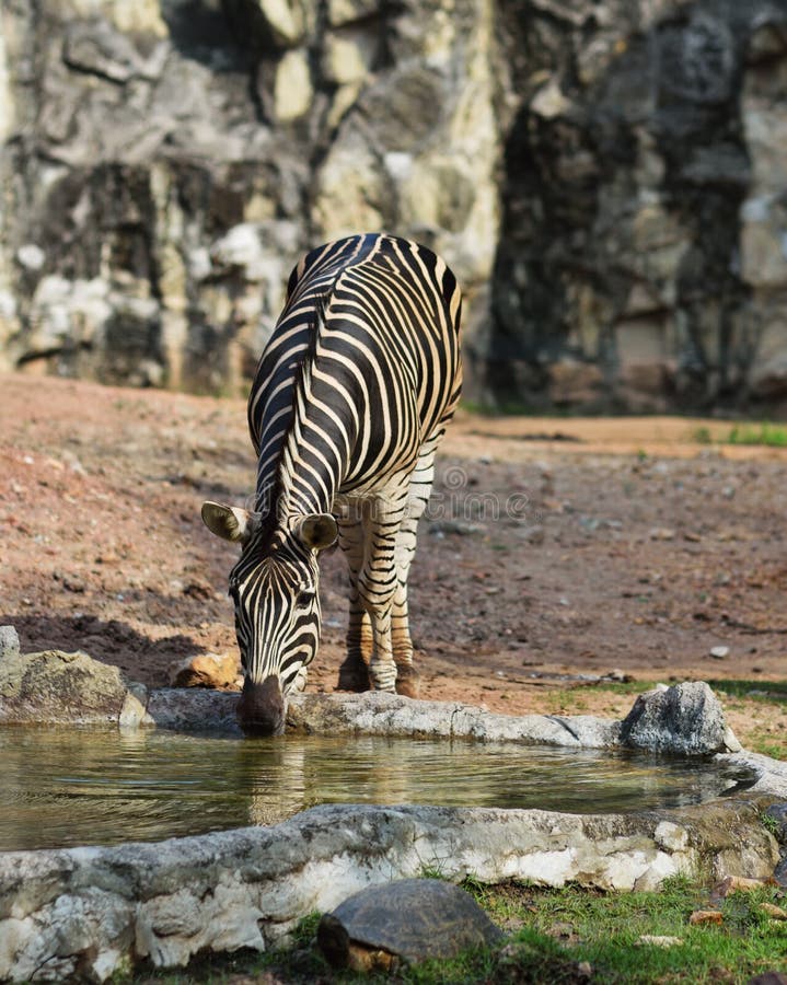 Zebra. stock image. Image of rock, hoofed, pond, wildlife - 30074573