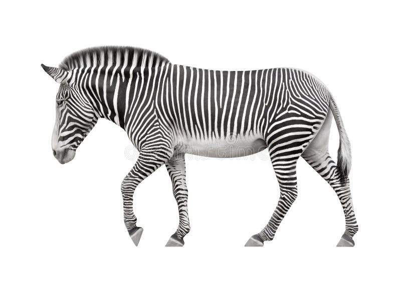 Zebra White Background