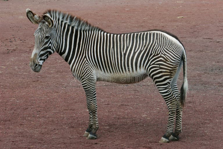 1,328 Zebra Womeb Clothes Stock Photos - Free & Royalty-Free Stock ...