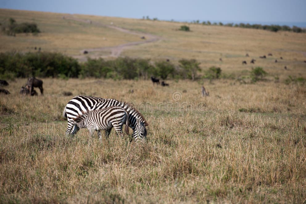 Zebra stock photo. Image of grass, prairie, landscape - 45534364