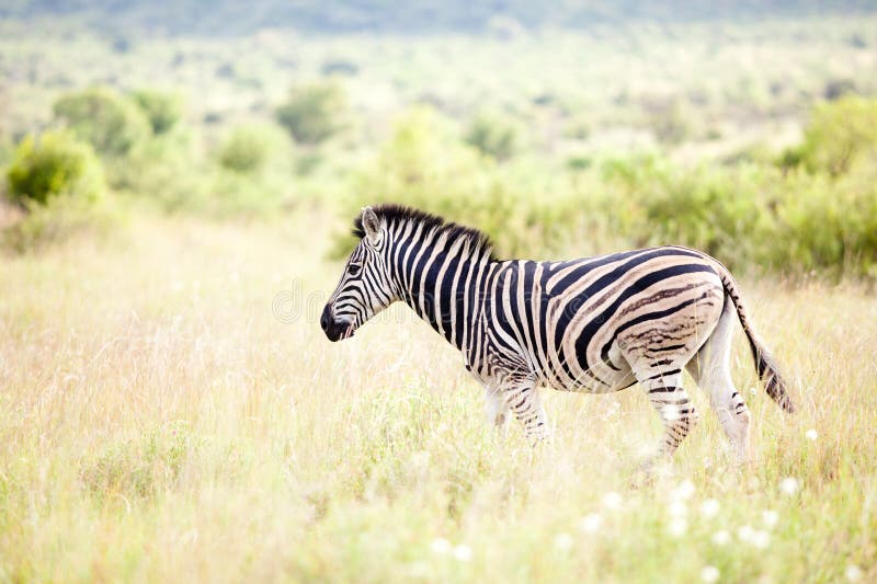 Zebra in the wild stock photo. Image of outside, meadow - 19067730