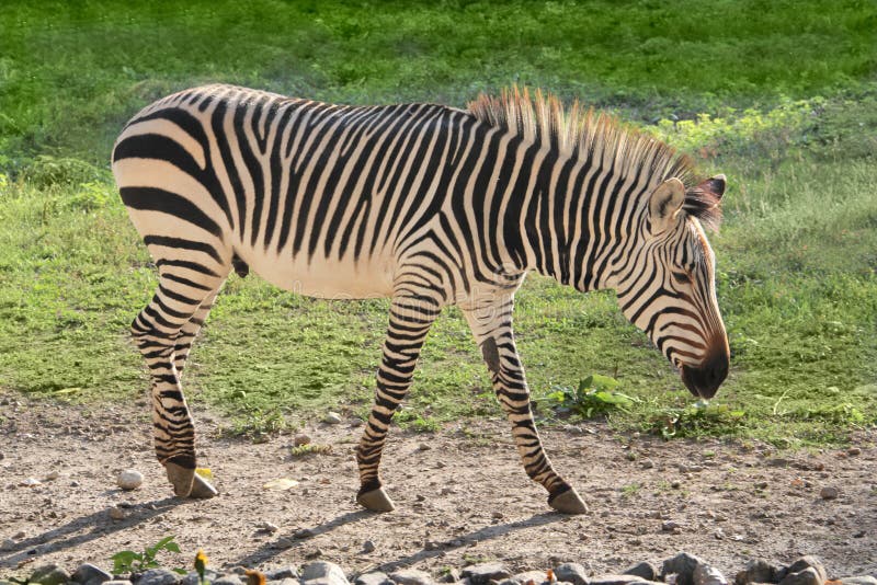 Zebra Wild Animal Summer Grass Stock Image - Image of wildlife, white ...