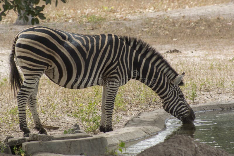 A Zebra in the Wild in Senegal Stock Photo - Image of ecology, fathala ...