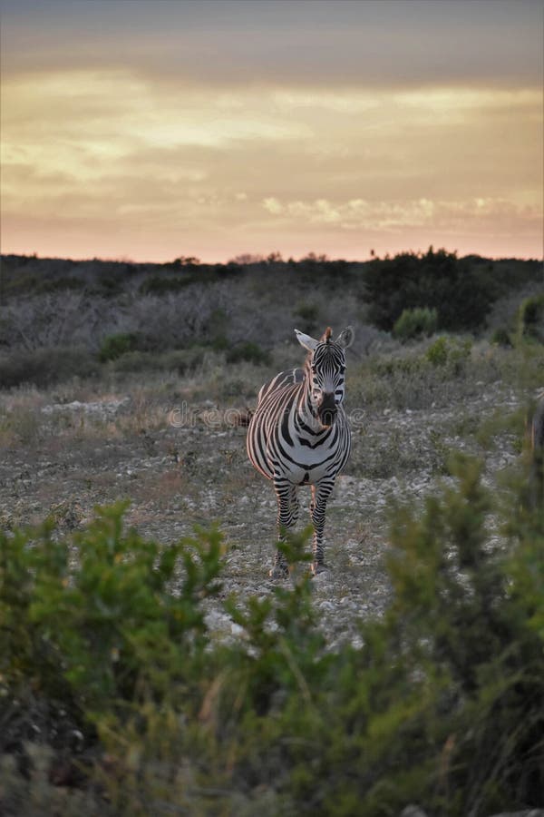 Wildlife at sunset stock image. Image of bush, light - 107143083