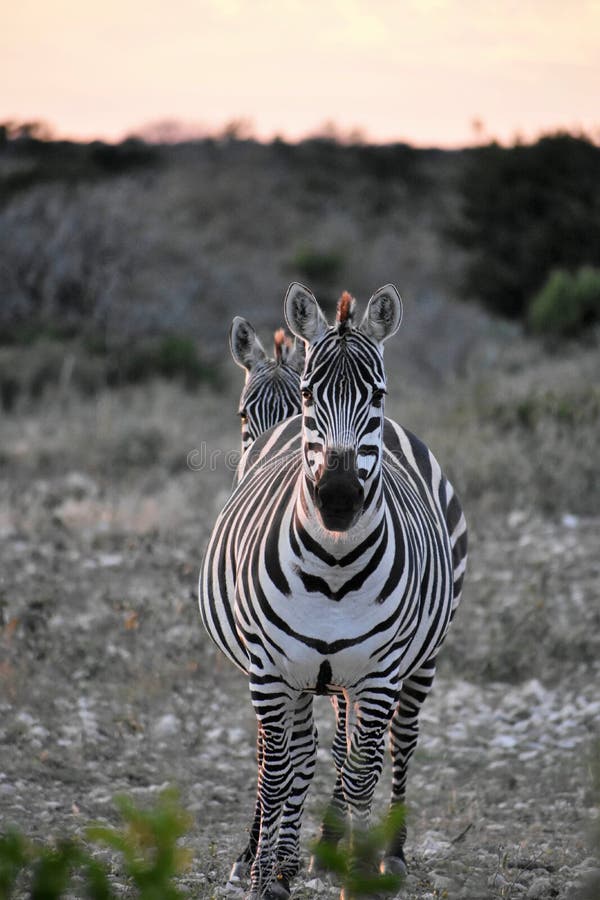Wildlife at sunset stock image. Image of herd, animal - 107143609