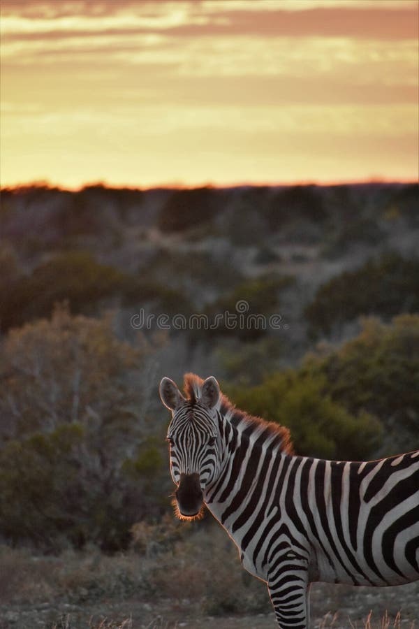 Wildlife at sunset stock image. Image of game, safari - 107143313