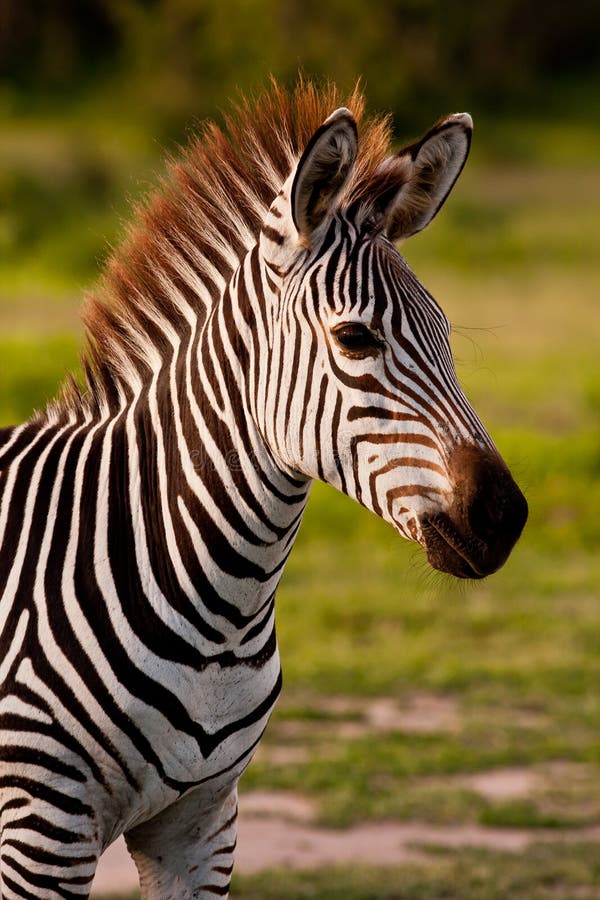 Zebra stock image. Image of zebra, wild, standing, savannah - 31456519