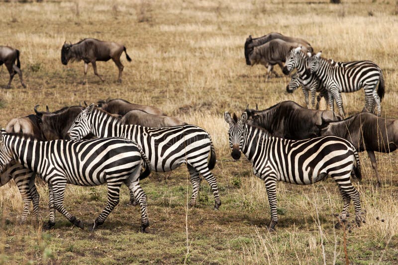 Wildebeests and zebra stock photo. Image of serengeti - 42060728
