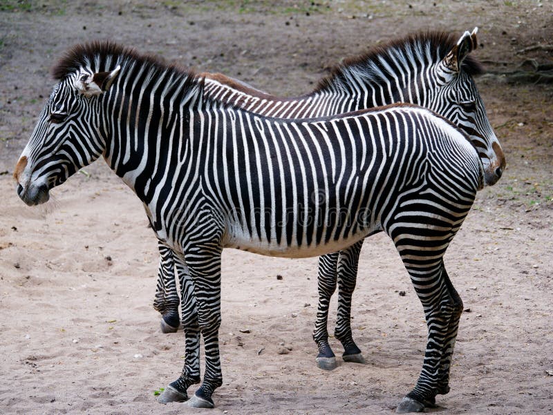 Zebra, Wildlife, Terrestrial Animal, Mammal Stock Image - Image of ...