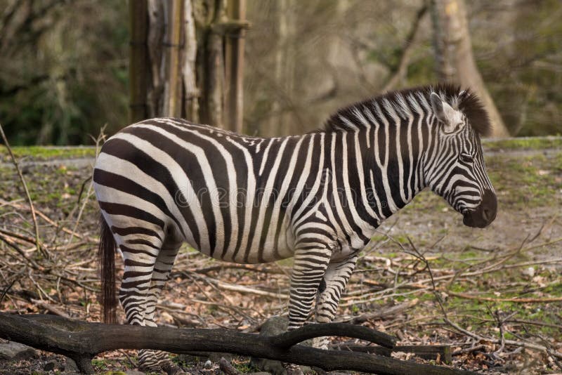 Zebra stock photo. Image of state, seattle, woodland - 92686466
