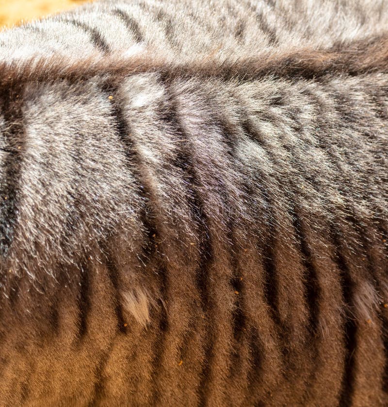Zebra Wool As an Abstract Background Stock Image - Image of texture ...