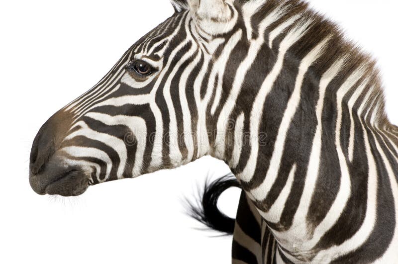 Zebra Front View Isolated White Background Stock Photos - Free ...