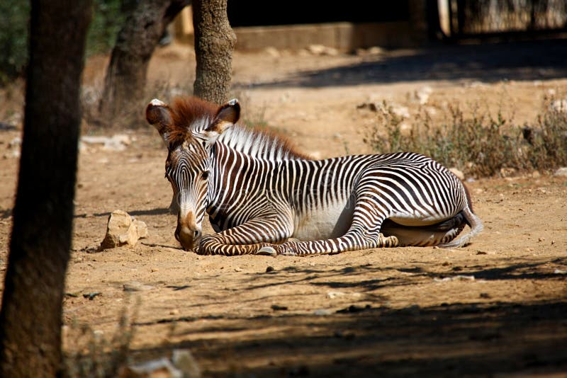 Zebra stock photo. Image of tourism, zebra, young, wild - 54348798