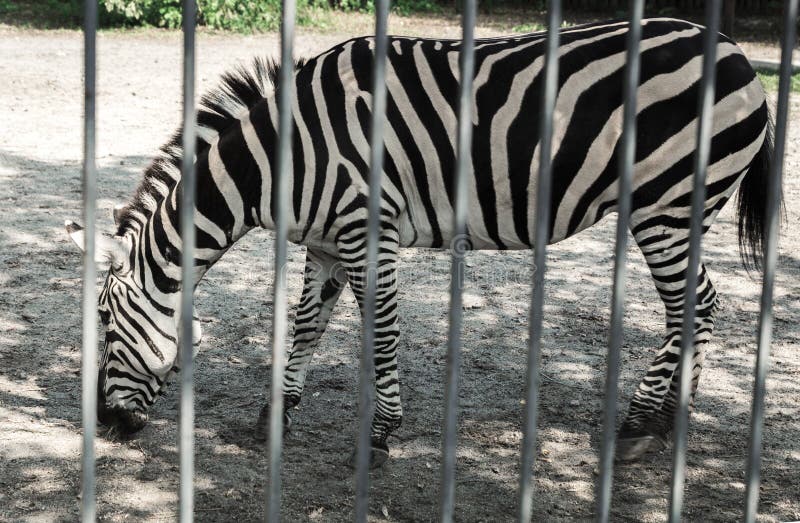 Zebra or Genus Equus stock photo. Image of equus, africa - 116575618