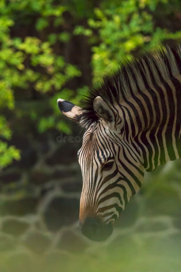 Zebra stock photo. Image of brown, black, field, outside - 100269754