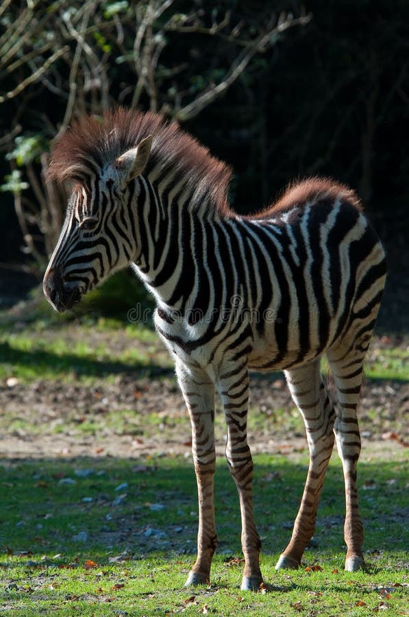 German Zoo _ Zebra Mother And Child Stock Photo - Image of interesting ...
