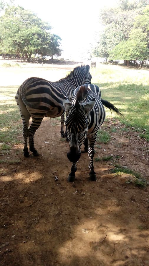 Pathway Bridge Above the Forest Stock Photo - Image of places, nature ...