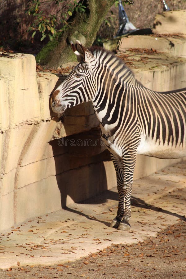 Zebra stock image. Image of black, animal, winter, zebra - 36738545